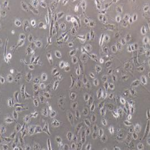 AP-iCell-h096 HK-2人肾皮质近曲小管上皮细胞（STR鉴定）-化工仪器网